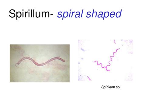 Ppt Bacteria Powerpoint Presentation Free Download Id 1123251