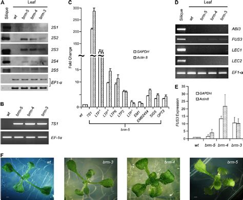 Validation Of The Dna Microarray Results A Rna Blot Analysis Of The Download Scientific