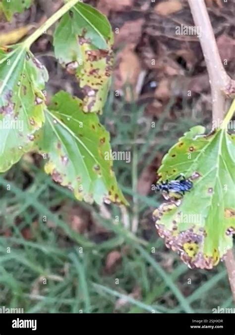 Garden Soldier Fly Exaireta Spinigera Insecta Melbourne Vic