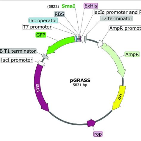 Schematic Of Pgrass Expression Vector The T7 Expression Cassette