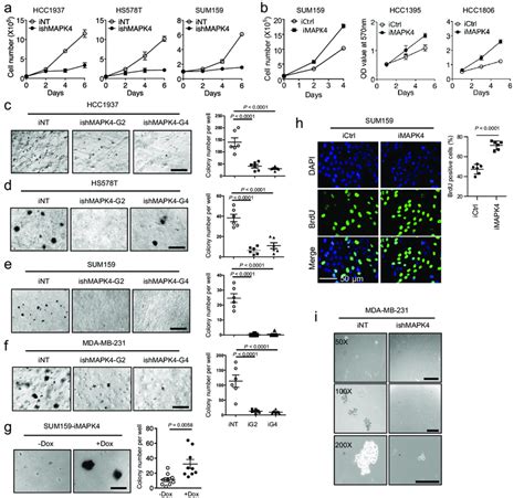 Mapk4 Promotes Tnbc Cell Growth In Vitro Proliferation Assays