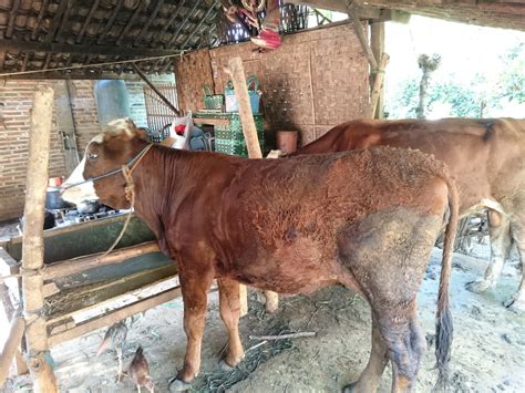 Gambar Sapi Simental Keren Joynim Farm