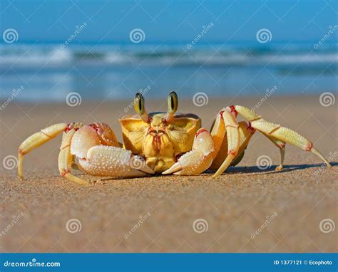 Ghost Crab Stock Image Image Of Crab Adapted Habitat 1377121