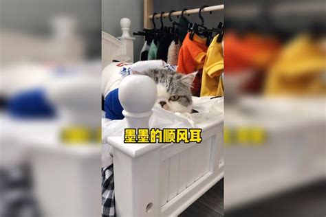 家有萌宠今天是我和墨墨斗智斗勇的第二天。