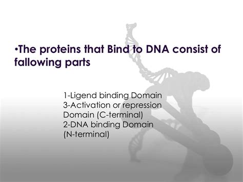 Dna Binding Domains