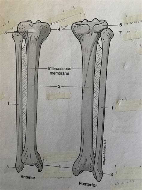Tibia And Fibia Diagram Quizlet
