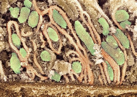 Mitochondria Sem Stock Image C0012552 Science Photo Library