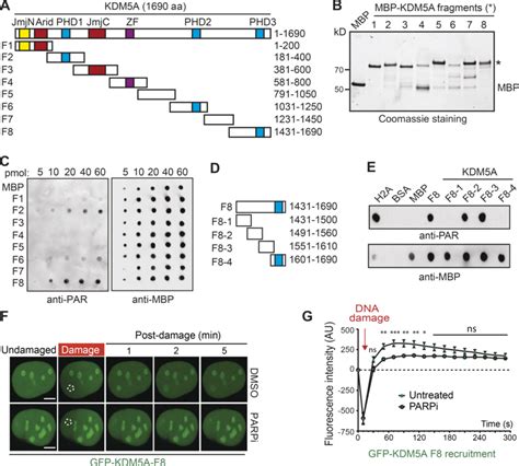 Mapping Of A Par Interaction Domain Within Kdm5a A Domain
