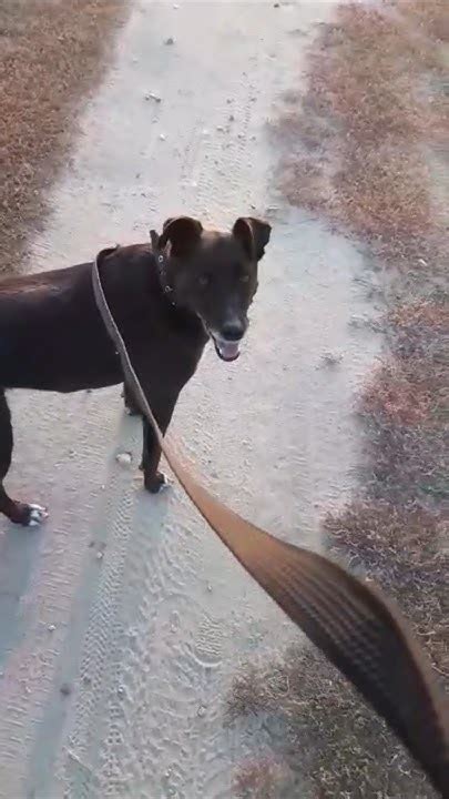 Пламенный привет из дома от Юны Москвички и её хозяйки Галины👋🐶