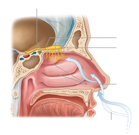 Nasal Cavity Diagram Quizlet