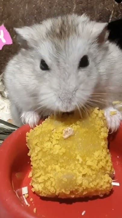 유부의 생일🎂 햄스터 쿠킹클래스 촉촉한 고구마케이크만들기🍠풀영상은 따로 햄스터 Youtube