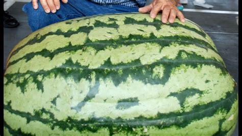 Worlds Biggest Watermelon Guinness Book Of World Records 2018 2019 Grown In Pot Youtube