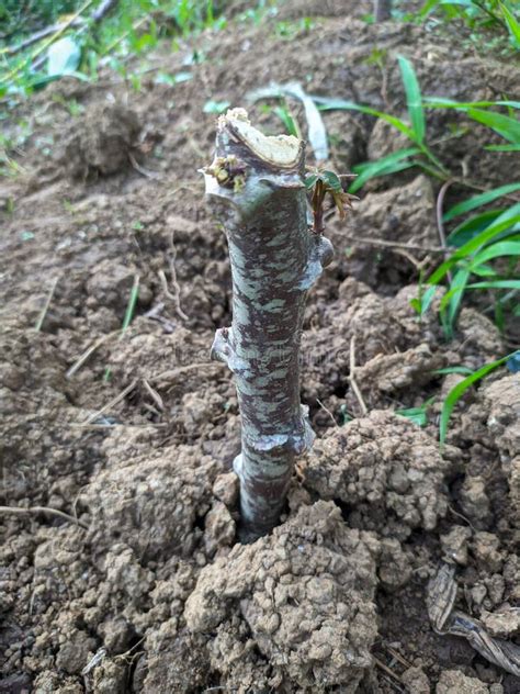 Cassava Plant Seeds And Soil As A Planting Medium Stock Image Image