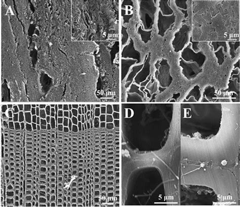 Esem Micrographs Of Cross Sections Of Archaeological Wood Aquercus