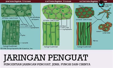 Jaringan Penyokong Pada Tumbuhan Kolenkim Sklerenkim Ciri Ciri My XXX