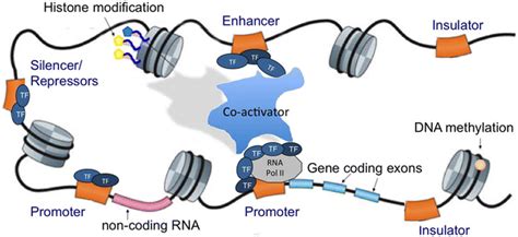 Schematic Model Illustrating Major Regulatory Elements 1