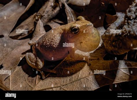 Spring Peeper Pseudacris Crucifer Male Calling During Spring Mating