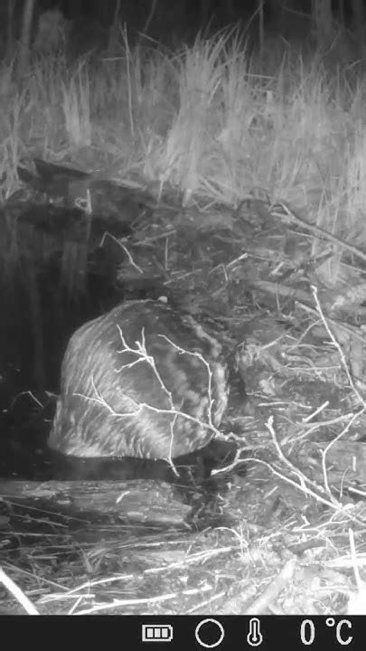 Bebrs Nemitīgs Darbonis Hidrobūvju Eksperts Latvija Trailcamera Wildlife Bebri Youtube