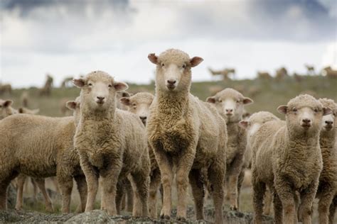 LambEx 2018 - Join us!