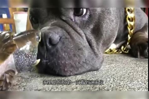 狗子对着电网撒尿，不料下一秒竟被电惨了，镜头拍下搞笑瞬间电网镜头瞬间