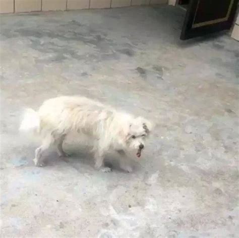 母狗获得鸡爪含在嘴里半天没有吃回到家后母狗的举动暖心了 狗崽 狗狗 姥姥家