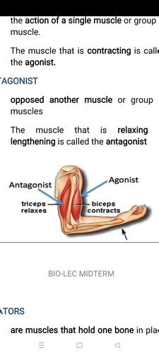 Muscular Flashcards Quizlet