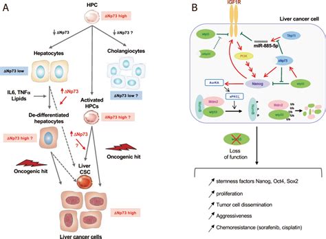 P53 Functional Loss Stemness And Hepatocellular Carcinoma