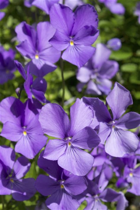 Violets Free Stock Photos Rgbstock Free Stock Images Micromoth