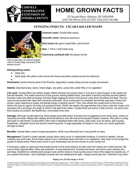 Cicada Killer Waspspub Docslib