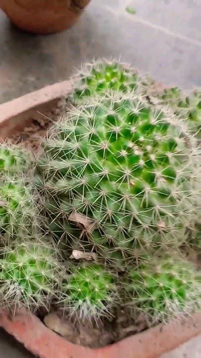 ক্যাকটাস গাছের পরিচর্যা দ্রুত বৃদ্ধি পাবে গাছ Viral Cactus Gardening