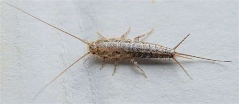 Silverfish Control Experts Eco Pest Control Perth