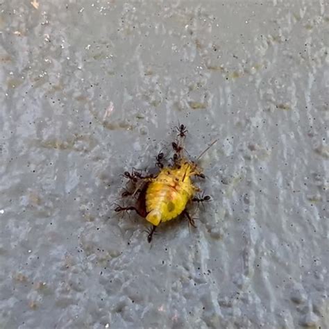 Michael Entner Gómez🦄 On Linkedin Teamwork Coordination Bosses