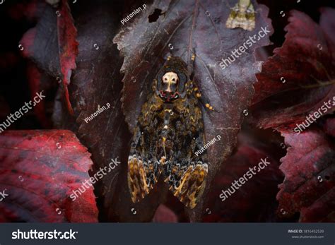 203 Quick flutter 이미지 스톡 사진 및 벡터 Shutterstock