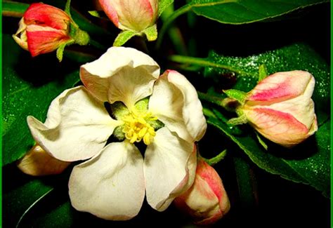 Квіти Весна Пелюстка круті заставка на робочий стіл 🔥 Безкоштовно Скачати заставки