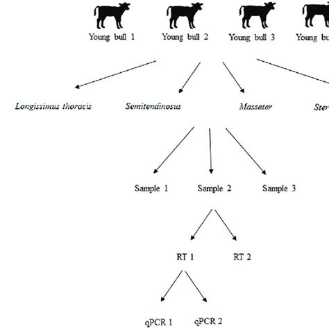Experimental Design For Gene Expression Variability Analysis Three Rna Download Scientific