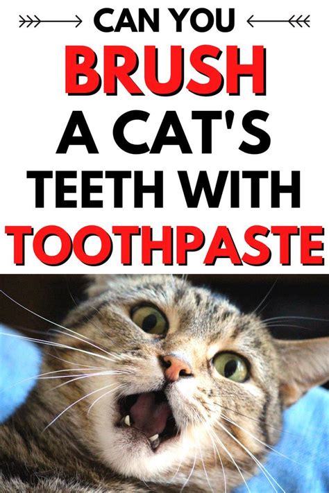 Can I Brush My Cat S Teeth With Human Toothpaste Artofit