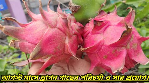 আগস্ট মাসে ড্রাগন গাছের পরিচর্যা ও সার প্রয়োগ।।dragon Tree Care And