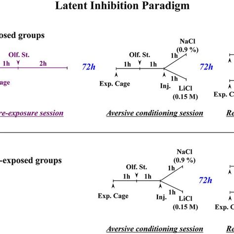 Schematic Representation Of The Paradigm Used To Obtain Latent Download Scientific Diagram