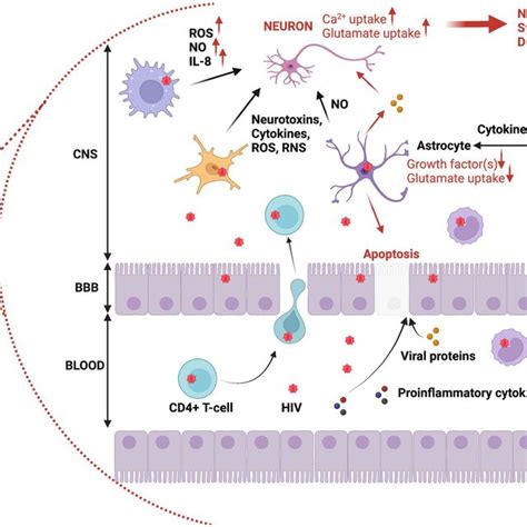 Brain Invasion By Hiv And The Immunopathogenesis Of Neuronal Damage