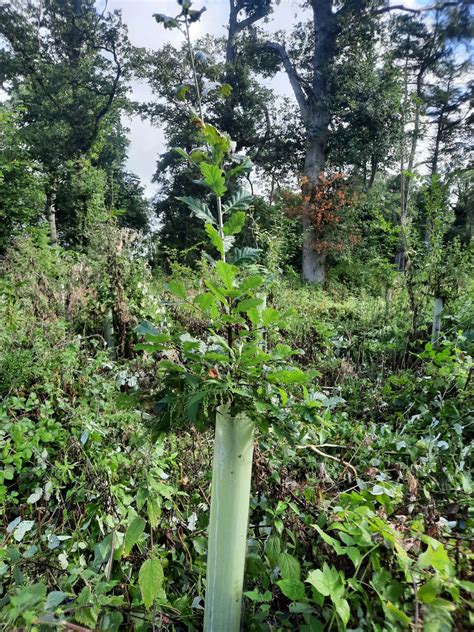 Some Examples Of Field Maple As An Educator The Pic Is With Black