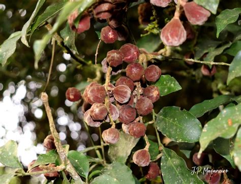Guarea Macrophylla