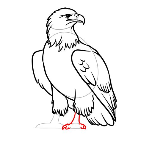 Learn How To Draw A Bald Eagle Full Body In Easy Steps