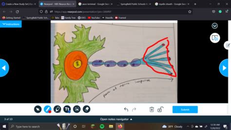 Neurons Quiz Flashcards Quizlet