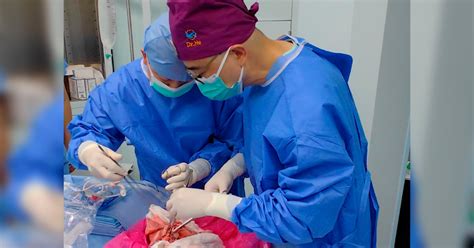 Por Primera Vez Realizaron Un Trasplante De Pulmón De Cerdo En Un Paciente De 39 Años Infobae