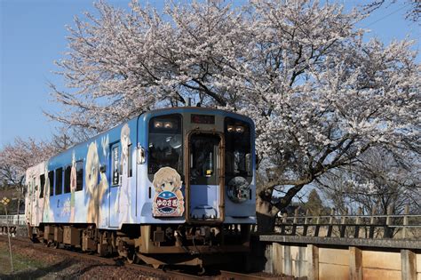 2nd train のと鉄急行ゆのさぎ緒花見列車 2022 運行の写真 TopicPhotoID 55265