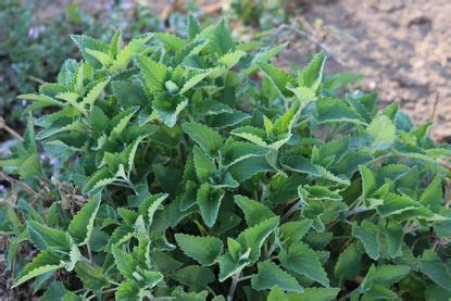 Different Catnip Plants Information On Common Varieties Of Catnip Gardening Know How