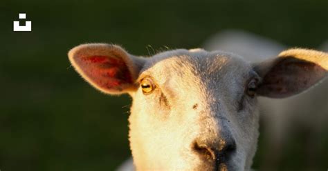Gros Plan Dun Mouton Dans Un Champ Photo Photo Mouton Gratuite Sur