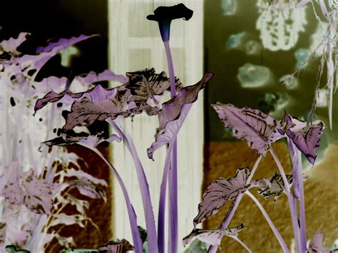 Tim Sharp Visual Artist