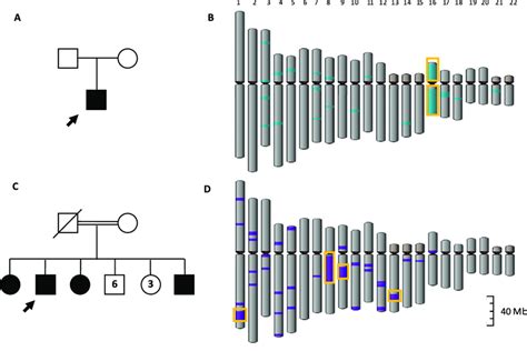 Isodisomy Mapping Of A The Upd16 Case And B A Consanguineous