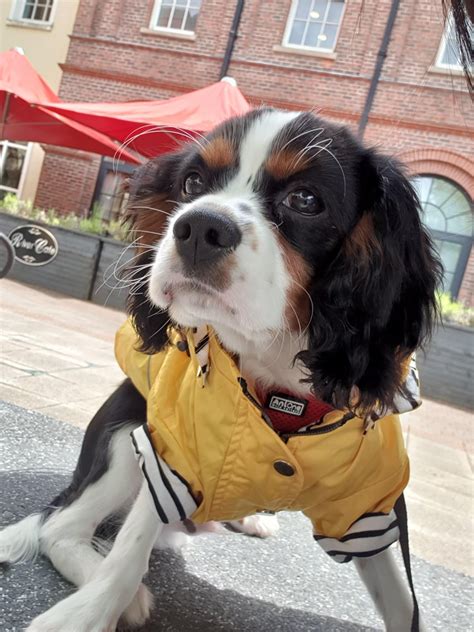 A Handsome Boi Rcavaliers